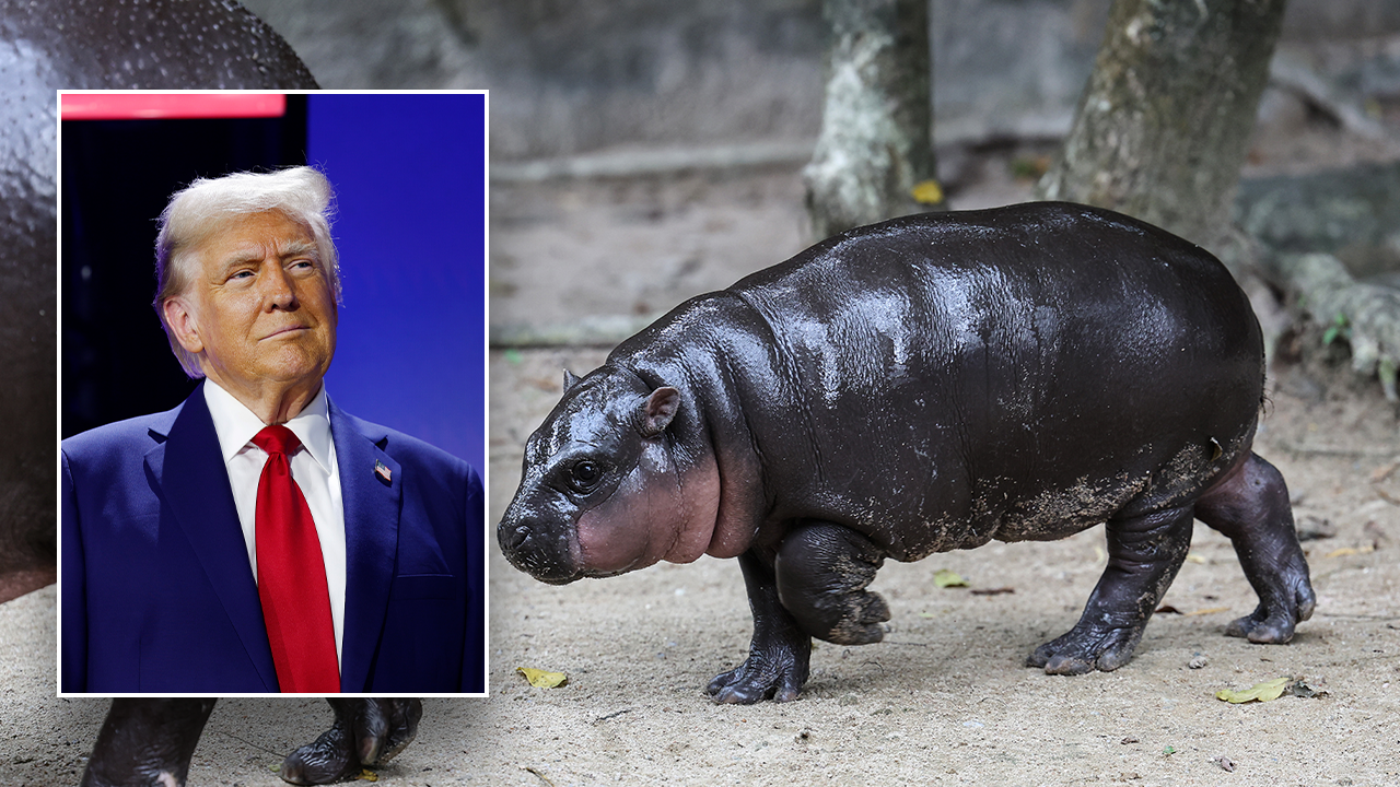 Moo Deng, Thailand's viral baby hippo, predicts that Donald Trump will ...