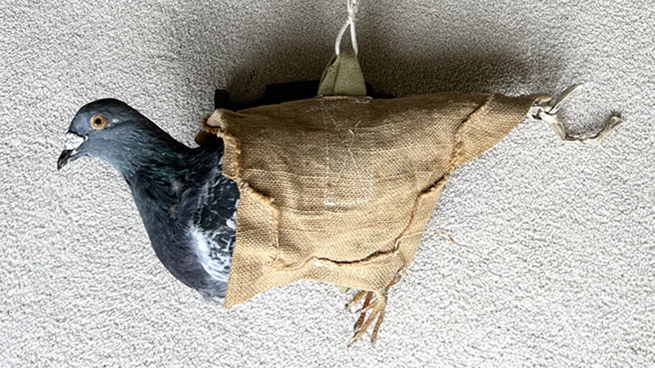 An old shoebox uncovered a rare pigeon parachute used for delivering ...